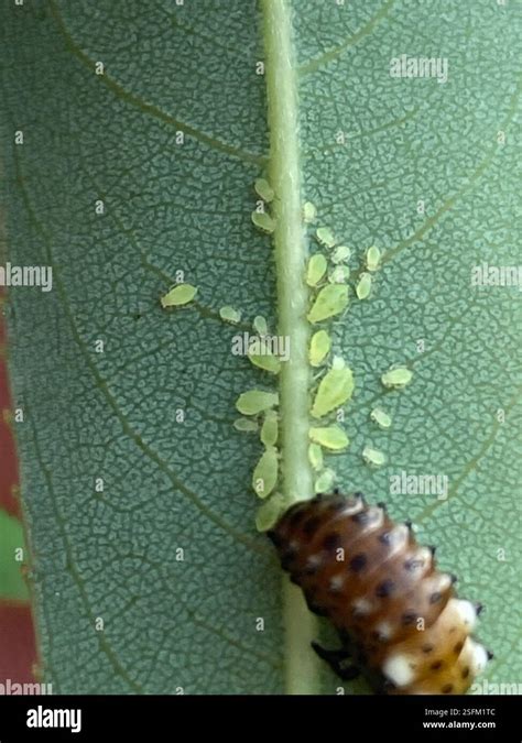 Aphids And Allies Aphidomorpha Insecta Florida Us On Salix