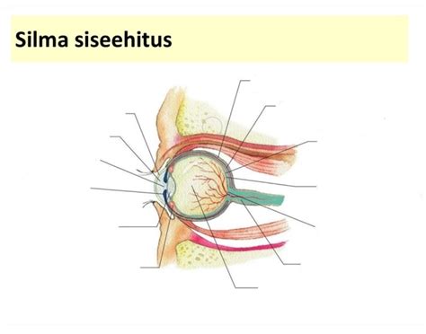 Silma Siseehitus Quiz