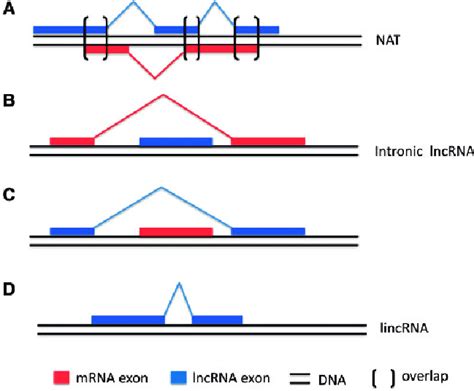 Illustration Showing The Different Classes Of Lncrna Classified