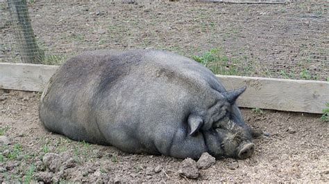 Vergehen Fettes Schwein Kostenloses Foto Auf Pixabay
