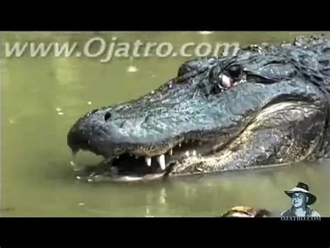 Python Vs Alligator Python Attacks Alligator Yılan Vs Timsah