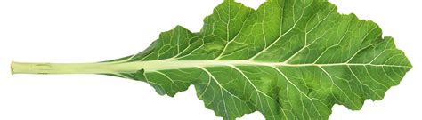 Leaf Vegetables Pngs For Free Download