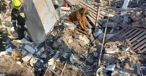 Помер пес Крим господарі якого загинули під час ракетного удару по Дніпру Новини України