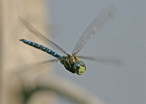 Pin By Alexander Mars On Dragonfly Dragonfly Symbolism Insects