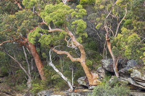 Sydney Red Gums 262 6568 Angophora Costata Audley Nsw Flickr