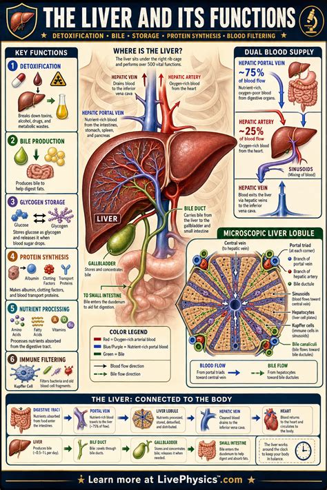 Biology The Liver And Its Functions Infographic Livephysics™