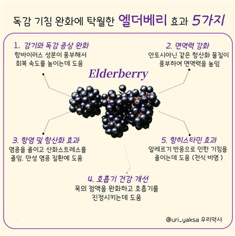 🌿당신의 건강멘토 우리약사 배혜정 🫐엘더베리 독감기침에 너무 좋은데 많이들 모르시는 것 같아 정리했어요♥️ 집에 엘더베리 있으신 분들 꼭 잘챙겨드세요 ♥️ ️
