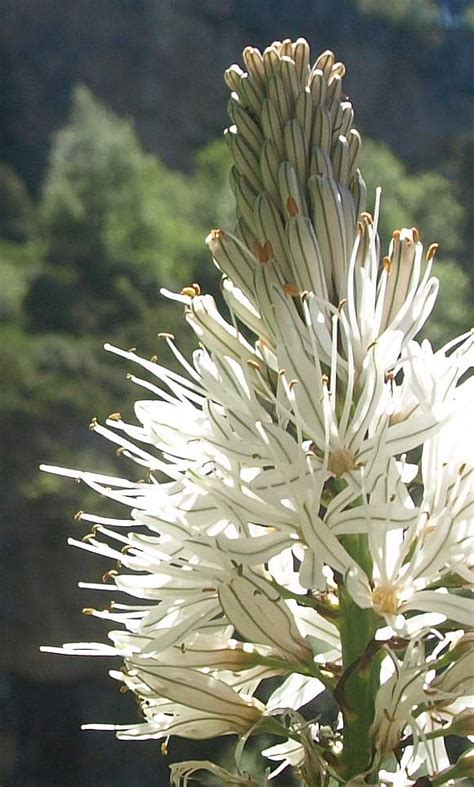 Asphodel White White Asphodel Wild Flower Finder