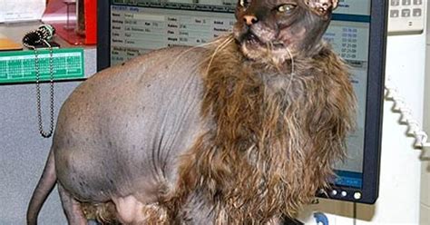 Worlds Most Ugliest Cat