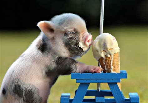Cute Animals Summer Wallpapers Wallpaper Cave
