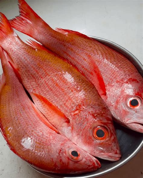 Red Snapper Small Sizes Emjay Sea Foods