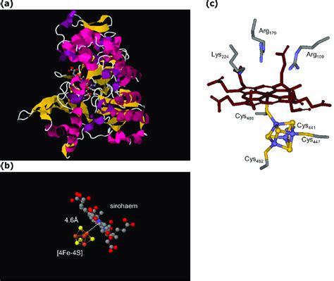 Sirohaem Containing Nitrite Reductase A Three Dimensional Structure