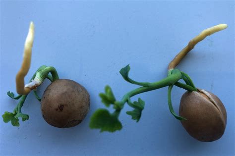 The Ginkgo Tweets On Twitter All About The Ginkgo On My Site Ginkgo Biloba The Ginkgo Pages