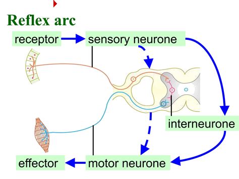Igcse Bio Co Ordination And Response Pptx