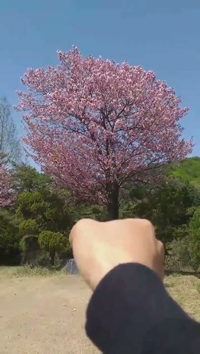 각원사 겹벚꽃나무 부케 💐 Youtube