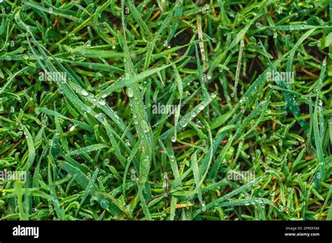 Elytrigia Herbaceous Background Of Juicy High Green Couch Grass Close