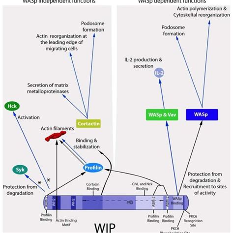 A Model Of Wasp Interacting Protein Wip Structure Actin Based