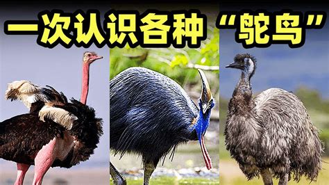 【古颚总目】现代恐龙，鸵鸟和它的走地鸟亲戚们 代鸿project 代鸿project 哔哩哔哩视频