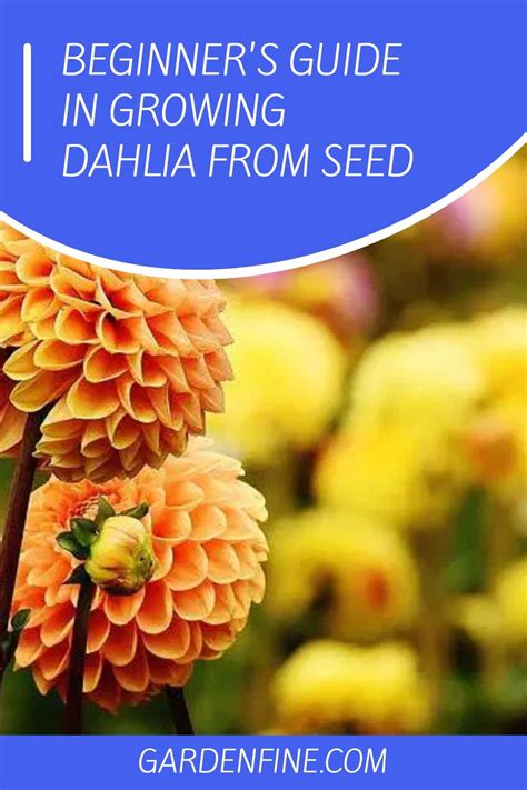 How To Grow Dahlia From Seed A Beginner S Guide Artofit
