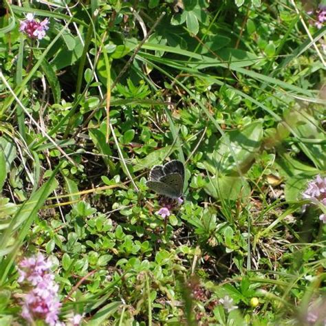 Large Blue Maculinea Arion Insect Identification Guide Habitat And Facts