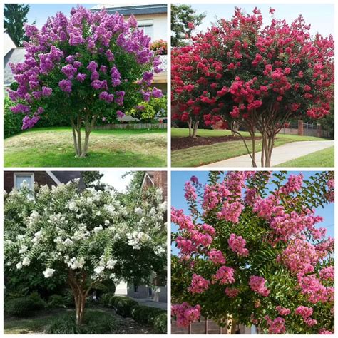 Početna Rasadnik Sadnica Prestiž