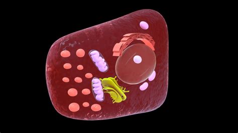 3d Mucous Cell Turbosquid 2190081