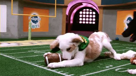 Puppies Playing Soccer 