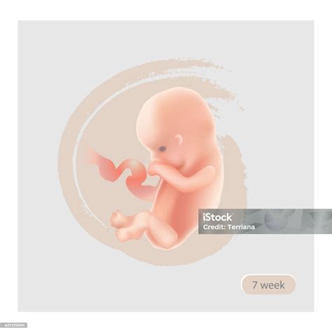 Fetus Stage Illustration Stock Illustration Download Image Now