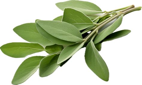 Ai Generated Sage Leaves Png 35063336 Png