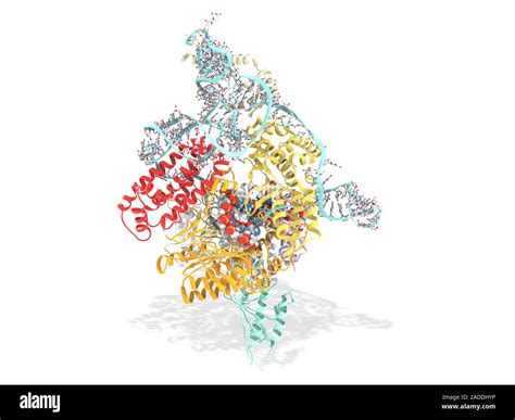 Telomerase Active Site Bound To Dna Molecular Model Telomerase Is A