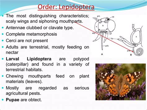 Lec 34 Classification Of Class Insecta Upto Ordersppt Birdwatching