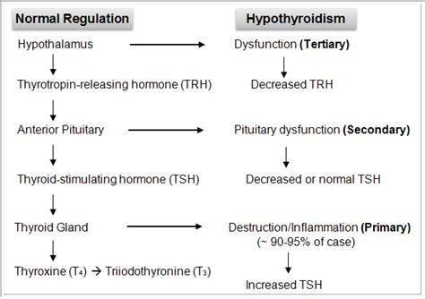Hypothyroidism Educate Health