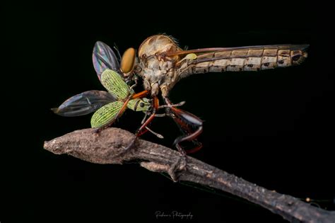 Beautiful Image By Roshan Made With Beetle Beetle Diffuser Classic And Pro Macro