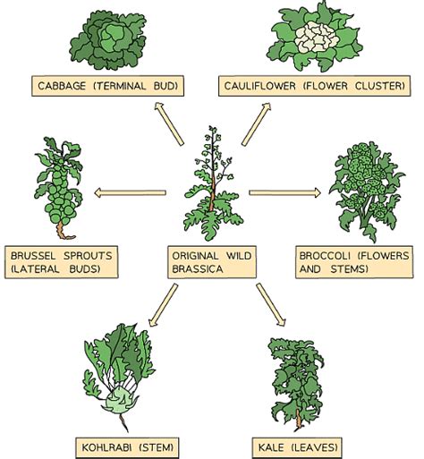 Selective Breeding Biology For Grade 10