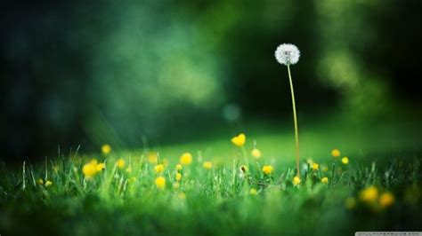 자연풍경사진 고화질 자연 숲 바탕화면 자연 배경화면 네이버 블로그 Dandelion Wallpaper