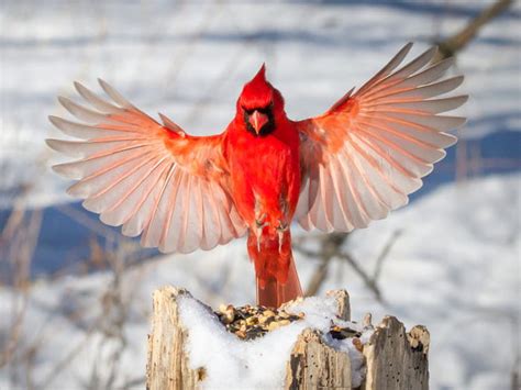 Cardinal Coming In For A Landing 9GAG