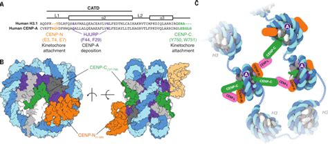 Structural Determinants Of Kinetochore Assembly On The Cenp A Download Scientific Diagram
