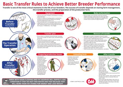 Basic Transfer Rules Poster EMEA 0720 Basic Transfer Rules To Achieve Better Breeder