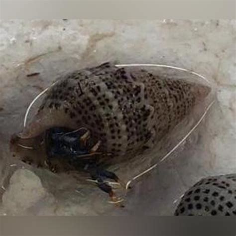 Blue Leg Hermit Crab For Sale