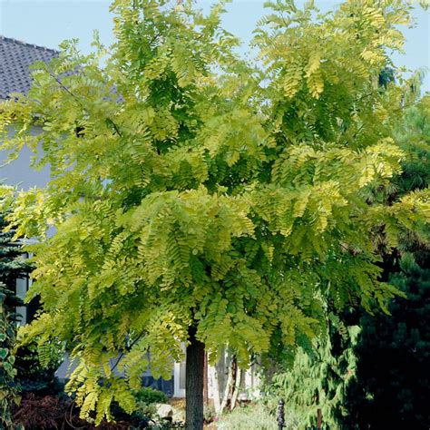 Golden False Acacia Robinia Pseudoacacia Frisia Roots Plants