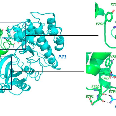 Proteinprotein Interaction Prediction Through Haddock 24 Docking Download Scientific Diagram