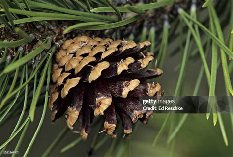 Lodgepole Pine Female Cone Openseeds Shed Pinus Contorta Yellowstone