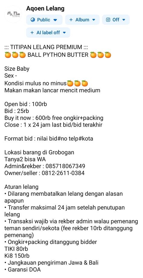 Aqoen Lelang 🟠🟡 Ball Python Butter 🟡🟠 Dny Eriynt Facebook