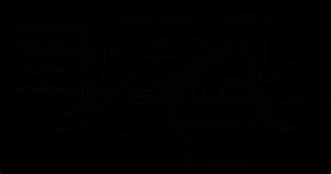 Unveiling The Intricacies Of The Grasshopper A Detailed Internal Diagram