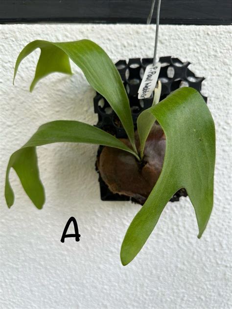 Platycerium Paul Webber Furniture And Home Living Gardening Plants And Seeds On Carousell