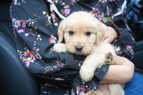 골든리트리버분양 골든리트리버분양 사모예드분양 라브라도리트리버분양 도베르만분양