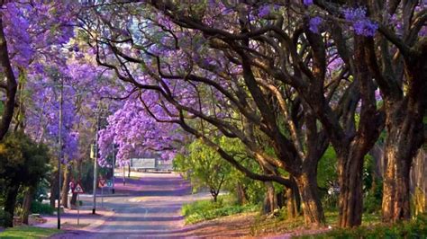 Jacarandas Cdmx Portada El Souvenir