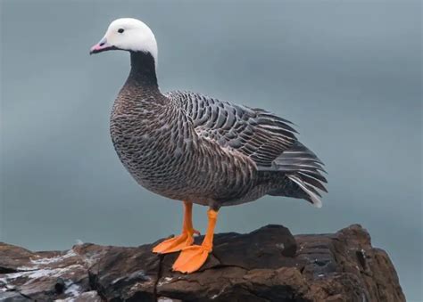 38 Types Of Geese With Pictures And Identification