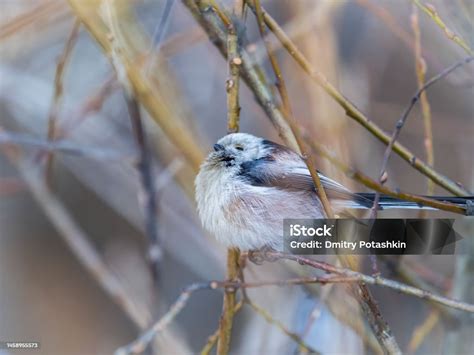 European Longtailed Tit Latin Name Aegithalos Caudatus A Bird Sitting On A Branch In A Deciduous