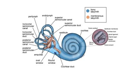 Assessment Of Vestibular System Ug Mbbs Pptx